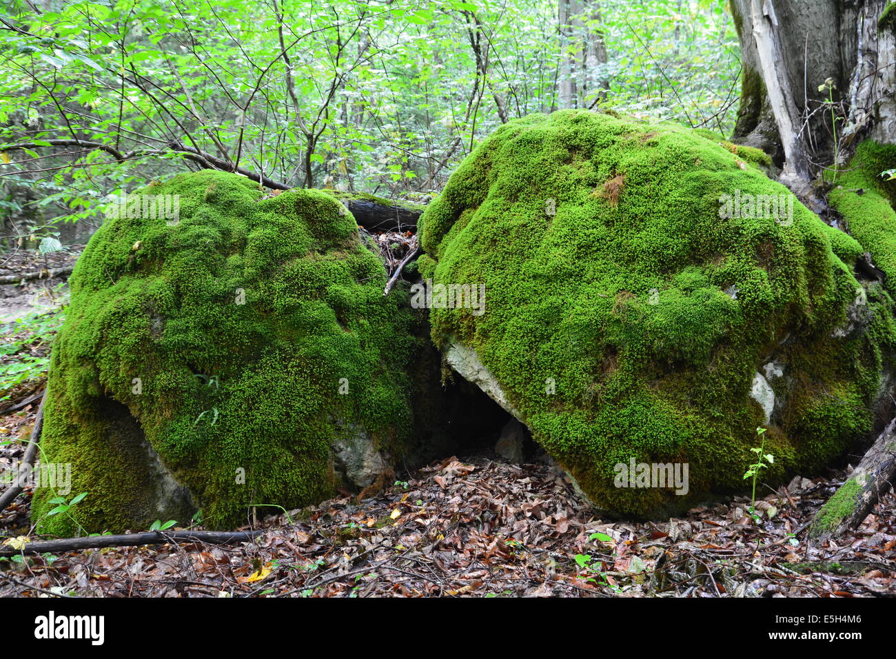 two rocks covered with moss Stock Photo - Alamy