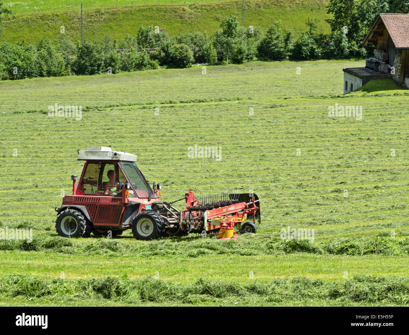 A Swiss woman driving a small machine for turning his hay to dry it ...