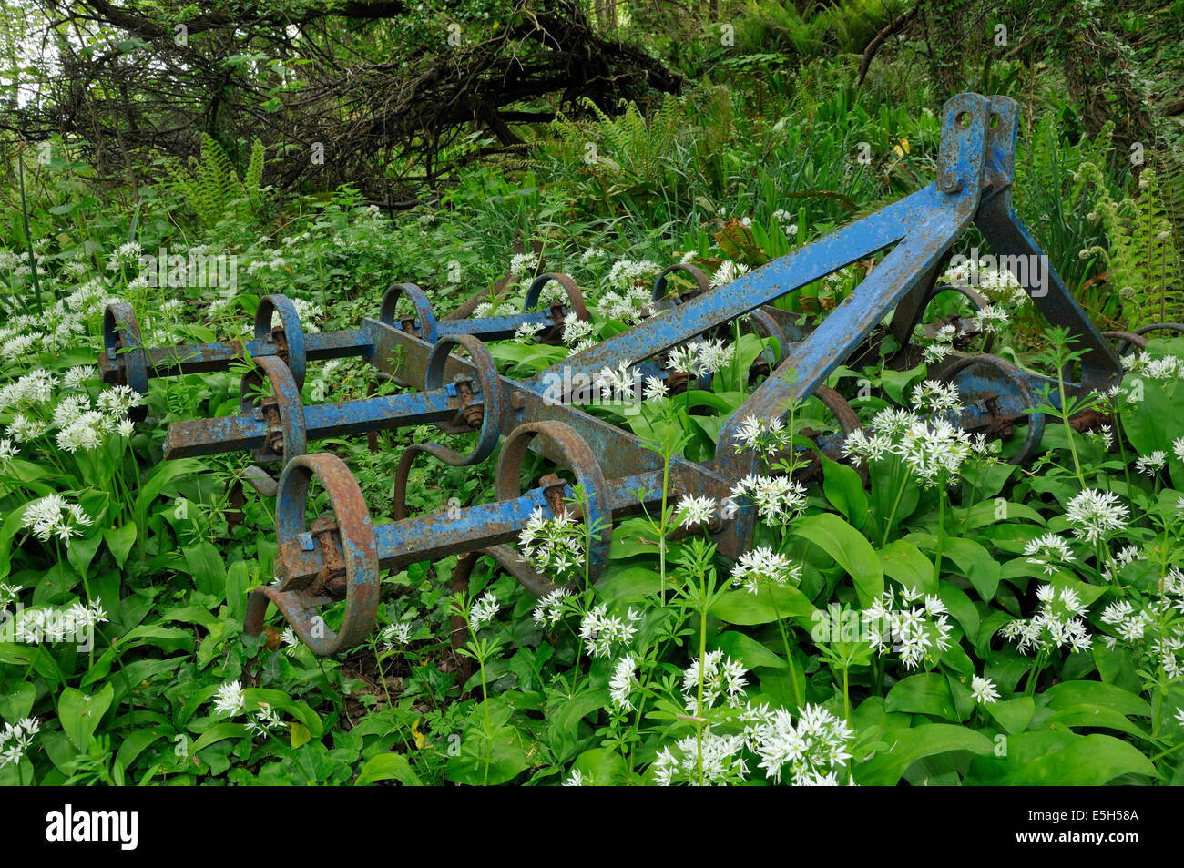 Old Spring Tooth Harrow among Ramsons - Allium ursinum Stock Photo - Alamy
