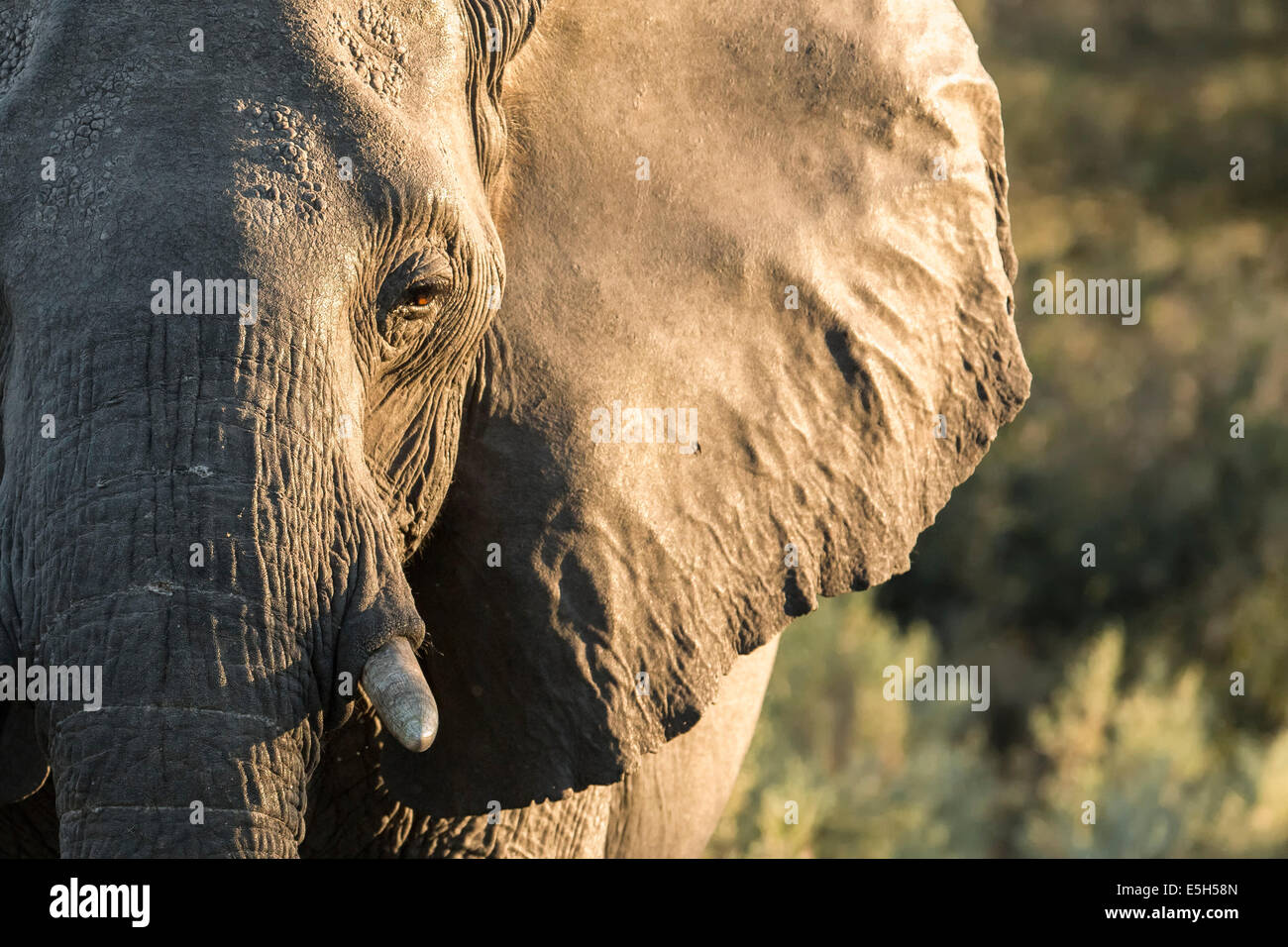 Light up elephant hi-res stock photography and images - Alamy