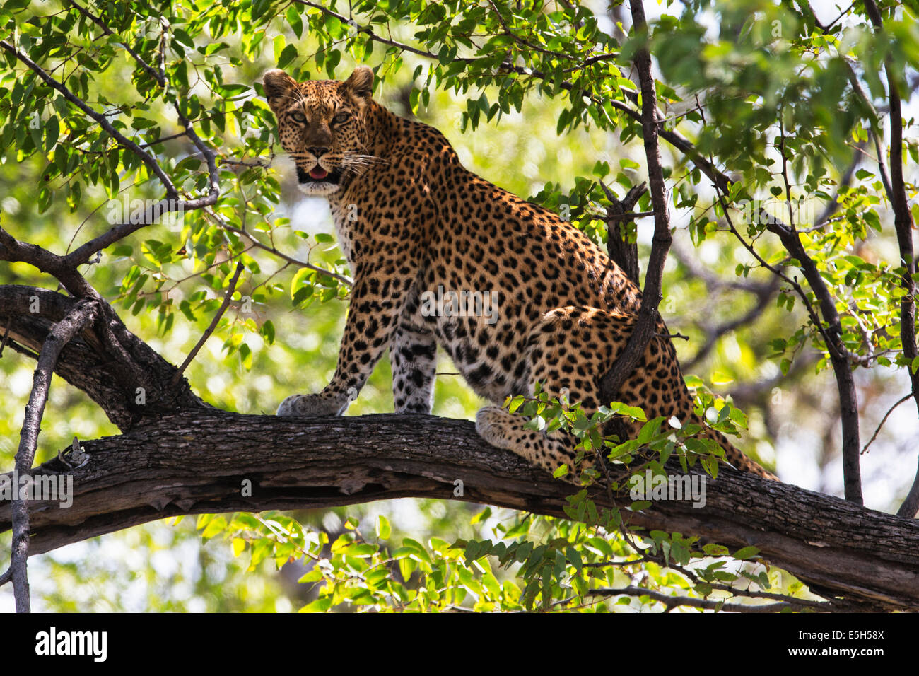 Belly full Leopard sitting in tree staring at camera Stock Photo - Alamy