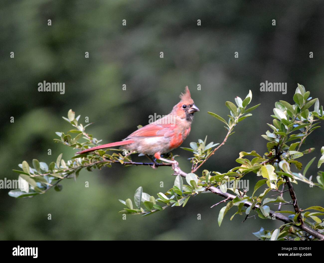 young male cardinal Stock Photo - Alamy