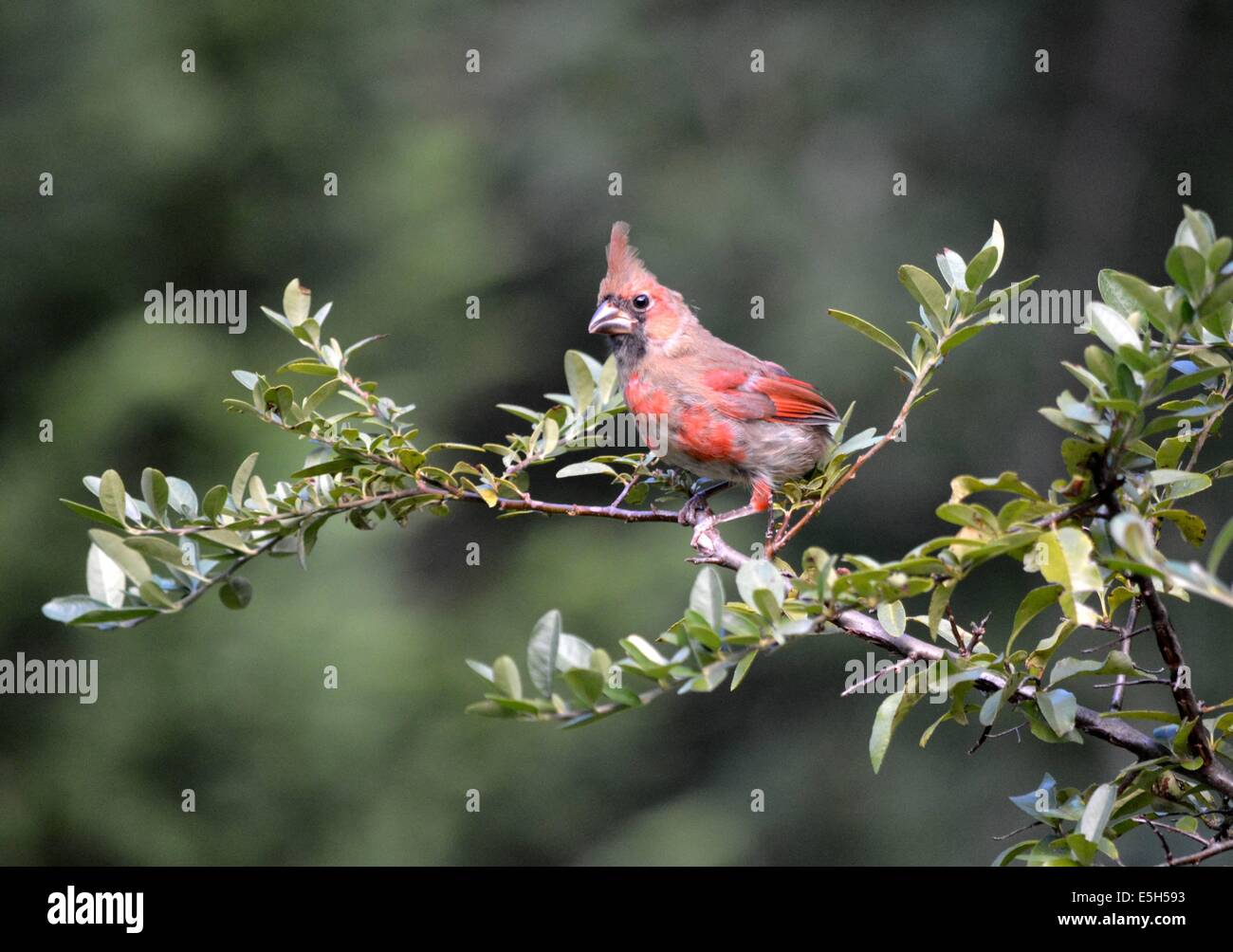 Young male cardinal hi-res stock photography and images - Alamy