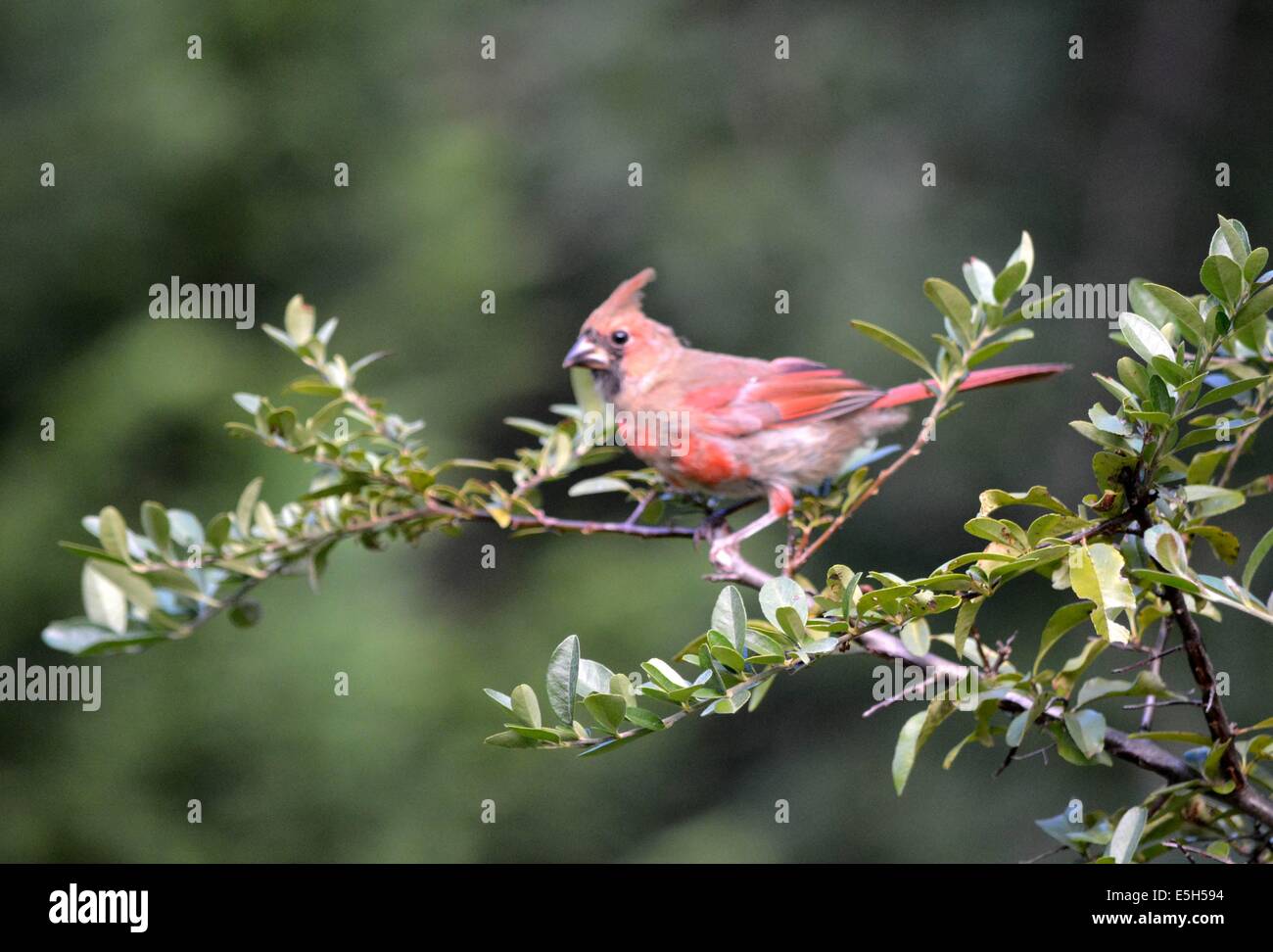 young male cardinal Stock Photo - Alamy