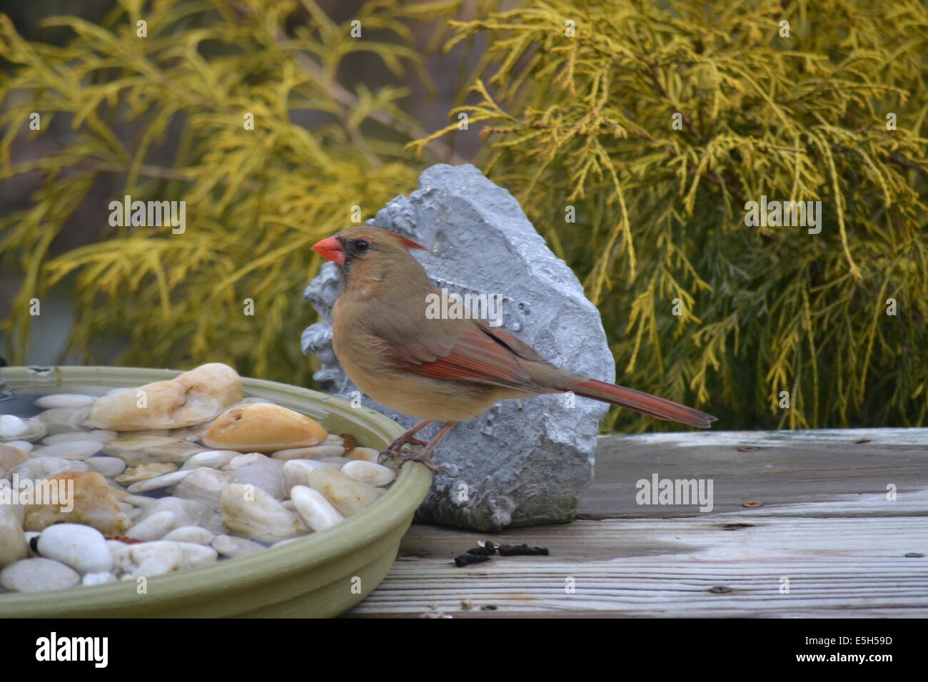 cardinal female Stock Photo - Alamy