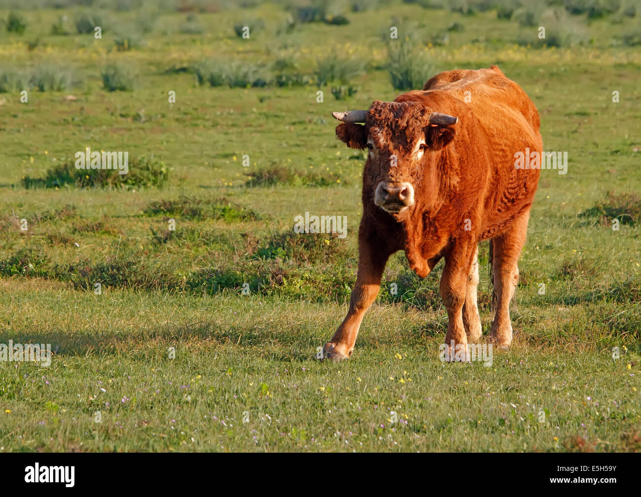 cow grazing peacefully in their natural environment Stock Photo - Alamy
