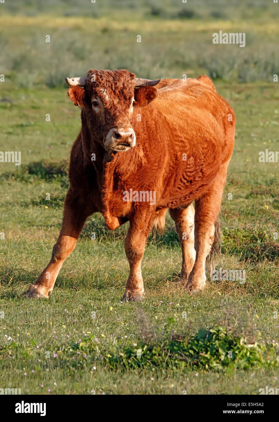 cow grazing peacefully in their natural environment Stock Photo - Alamy