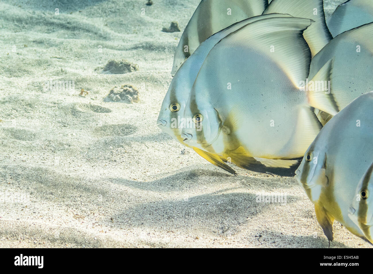 School teira batfish platax hi-res stock photography and images - Alamy