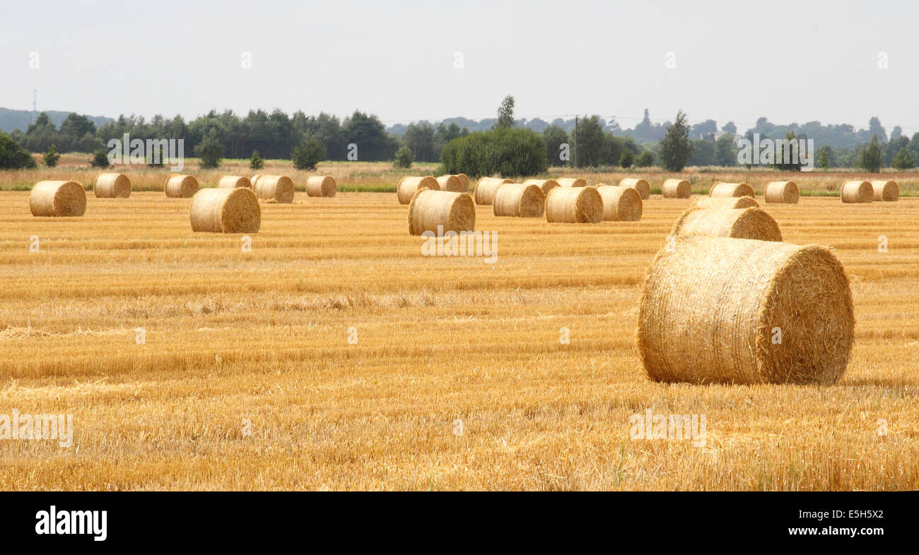 Beeston, Bedfordshire, UK. 31st July, 2014. After the long warm and dry ...