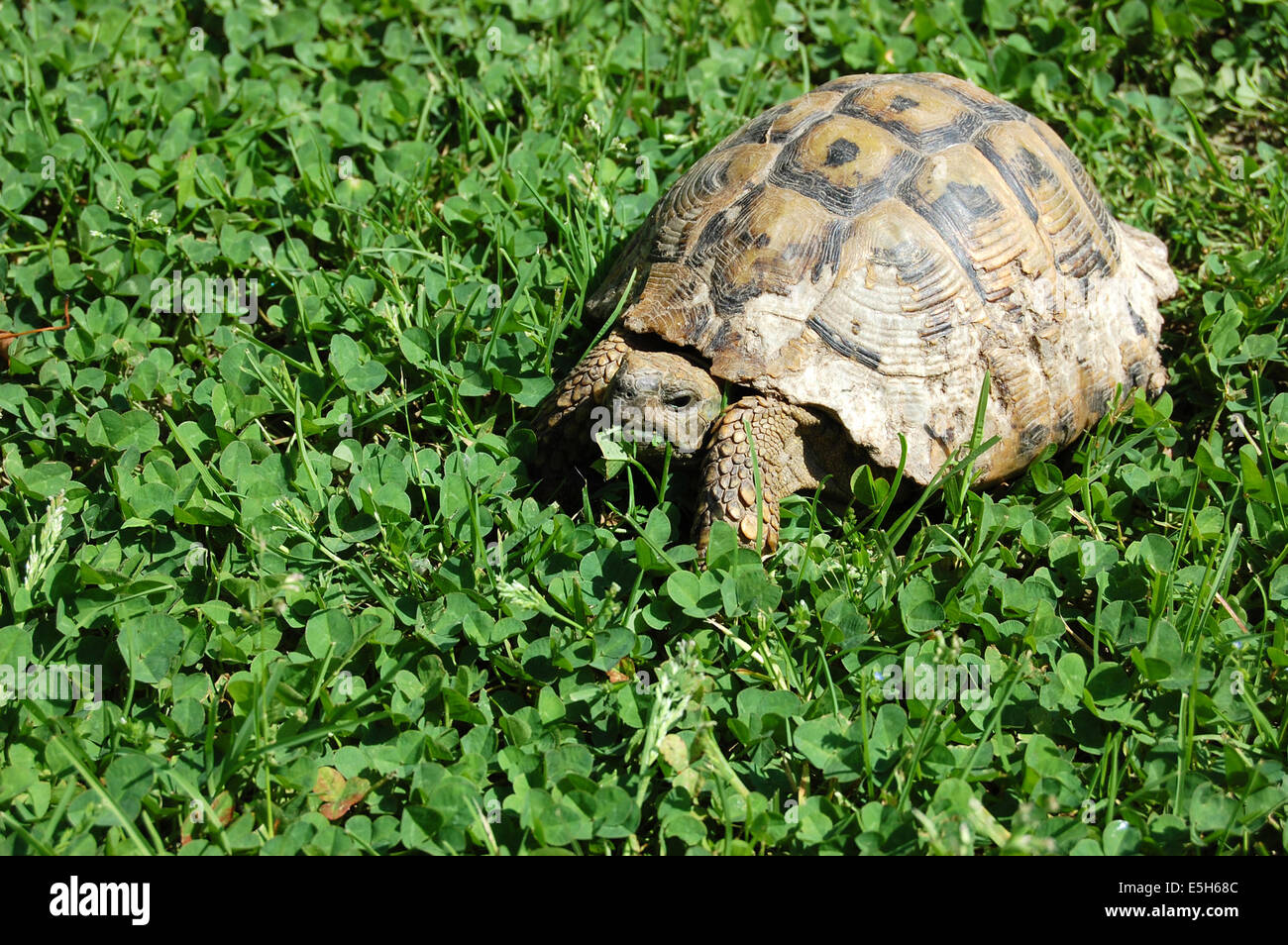 Old turtle hi-res stock photography and images - Alamy