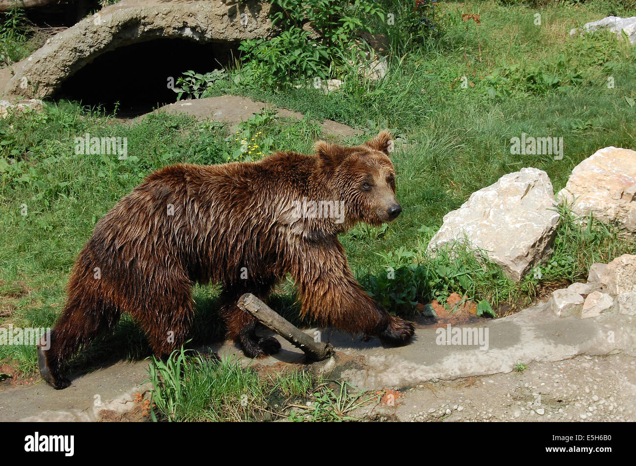 Brown bear a bath to keep yourself cool Stock Photo - Alamy