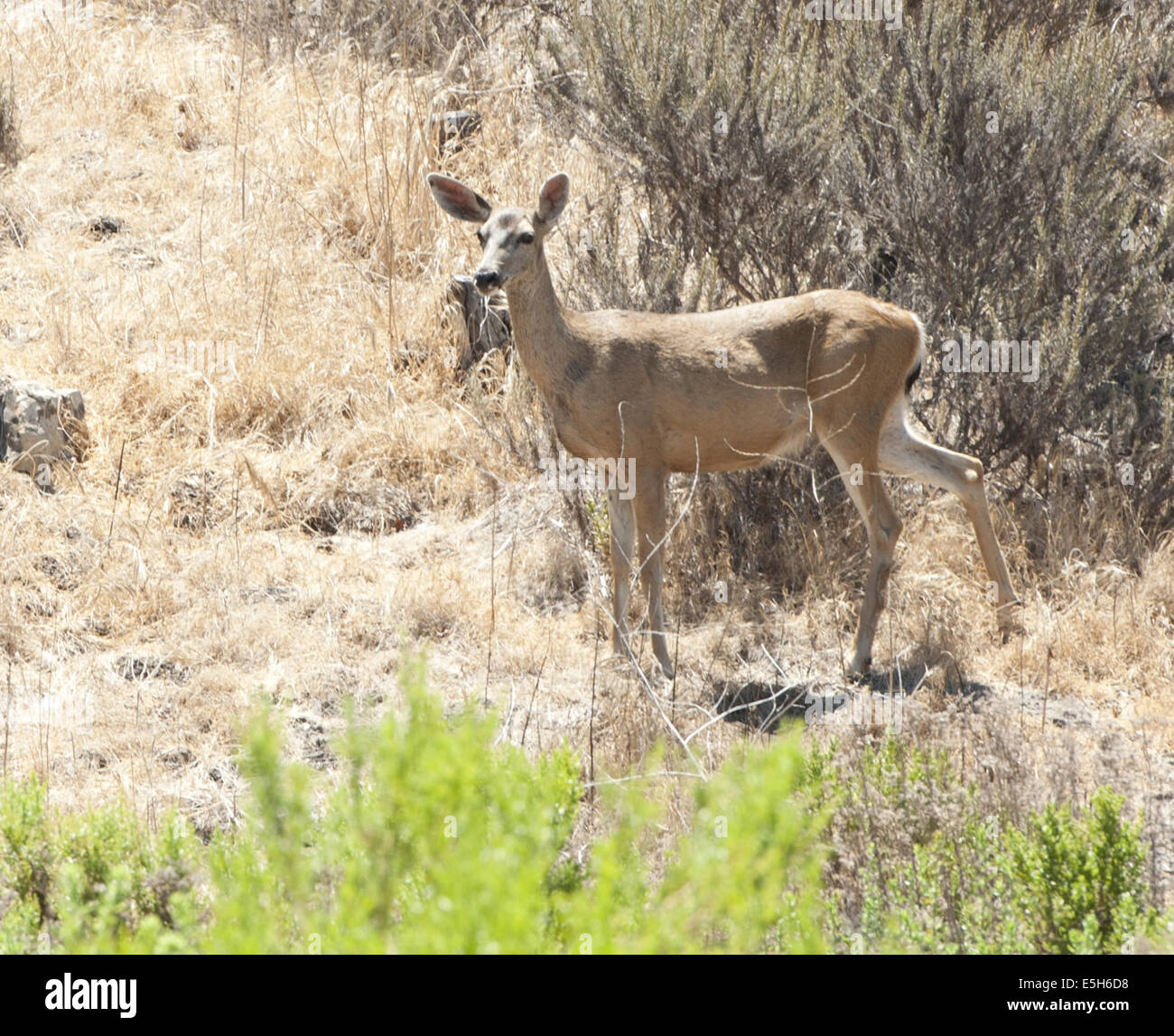 California mule deer odocoileus hemionus californicus hi-res stock ...