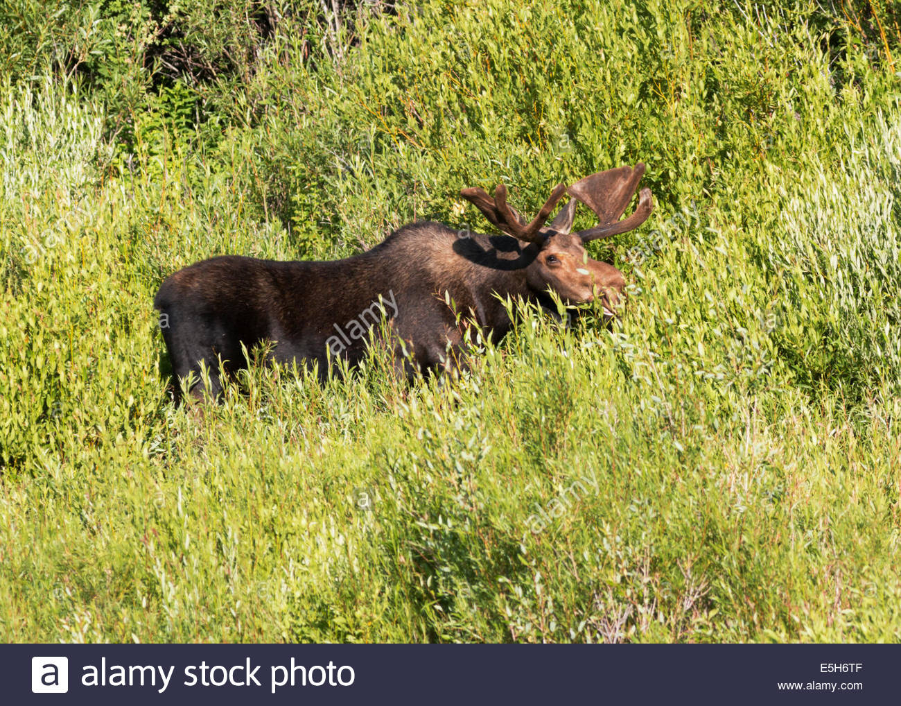 Bull Moose Antlers High Resolution Stock Photography and Images - Alamy