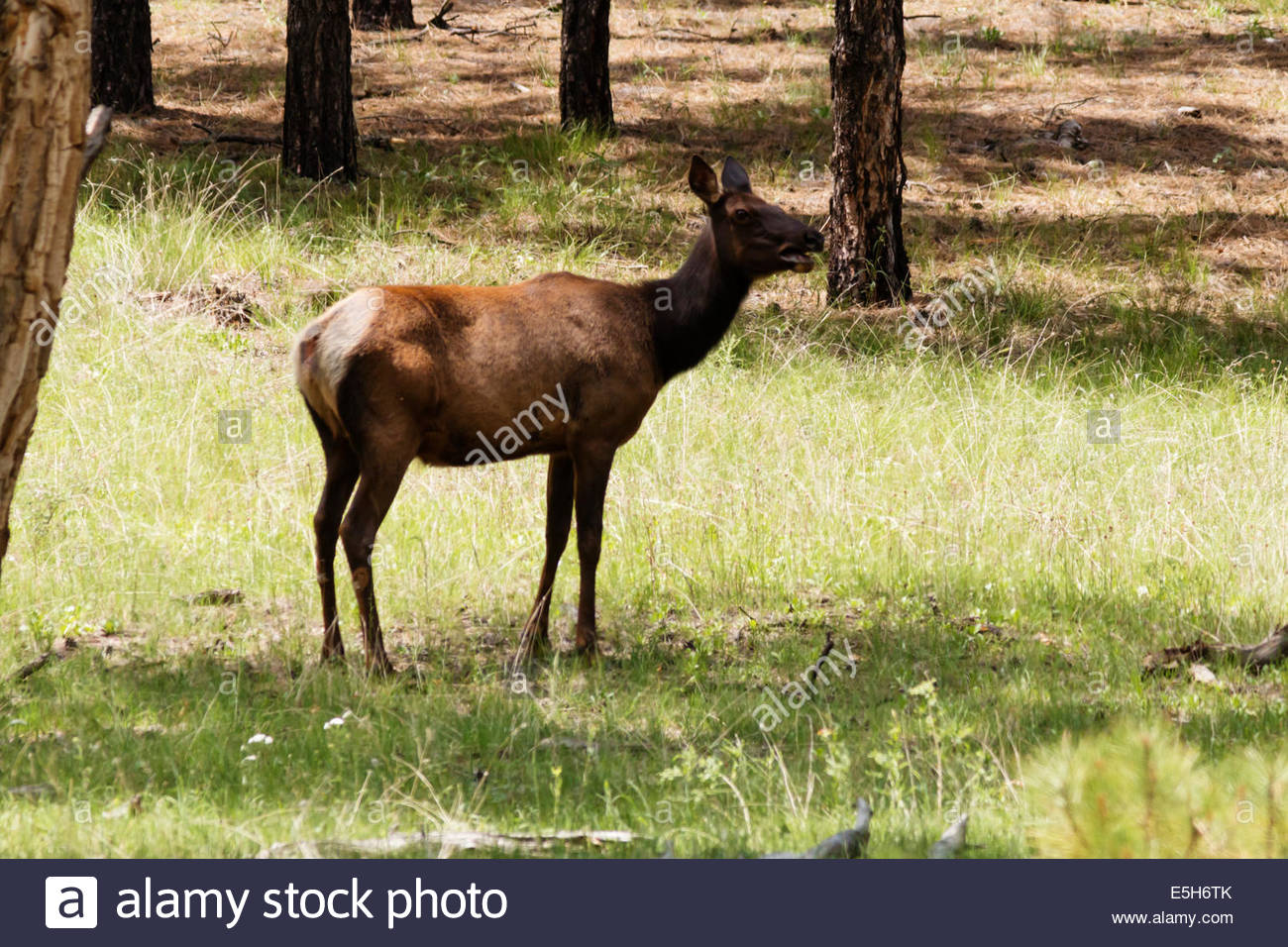 Cow Elk High Resolution Stock Photography and Images - Alamy