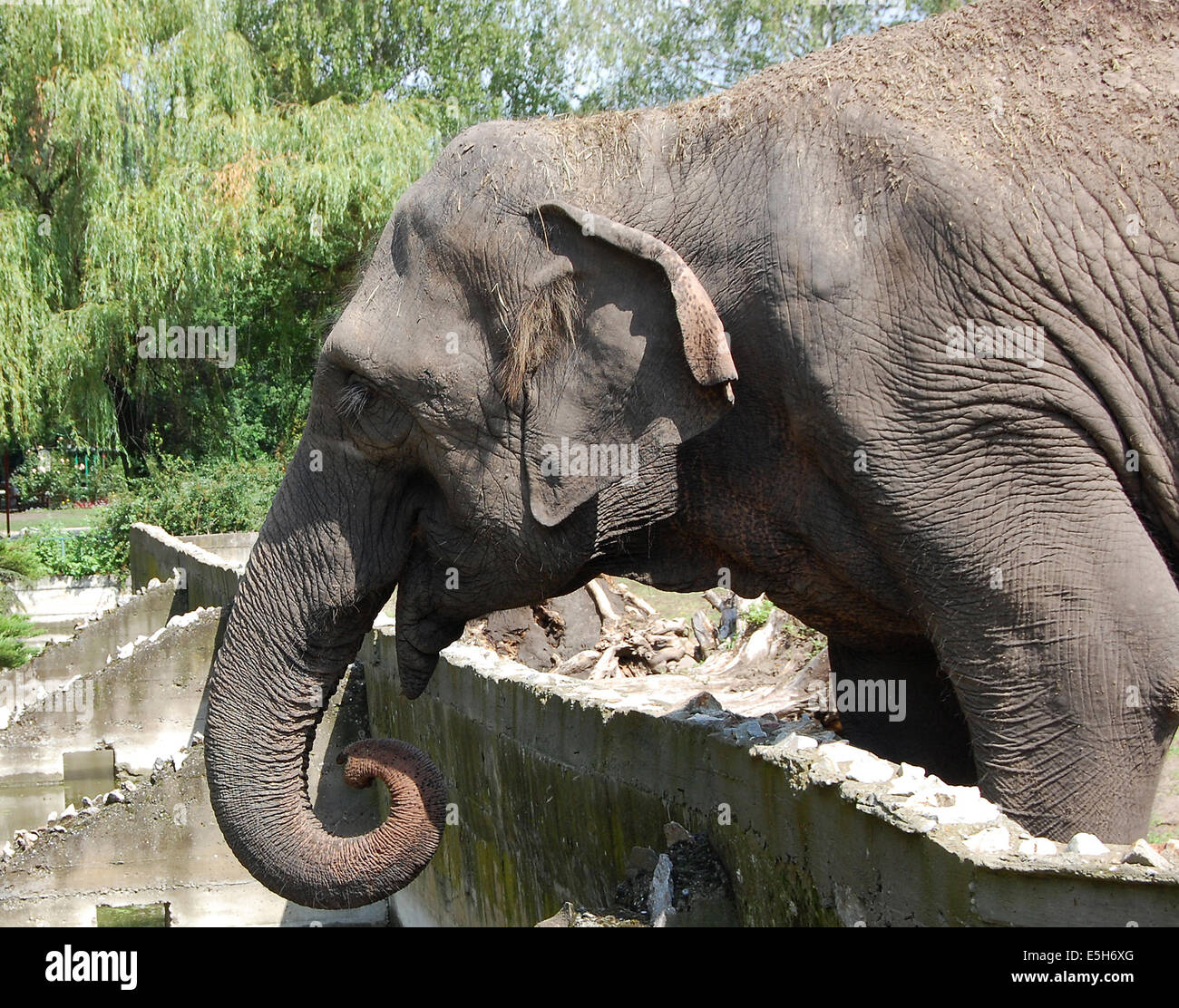 Elephant at the zoo waiting for his prize Stock Photo - Alamy