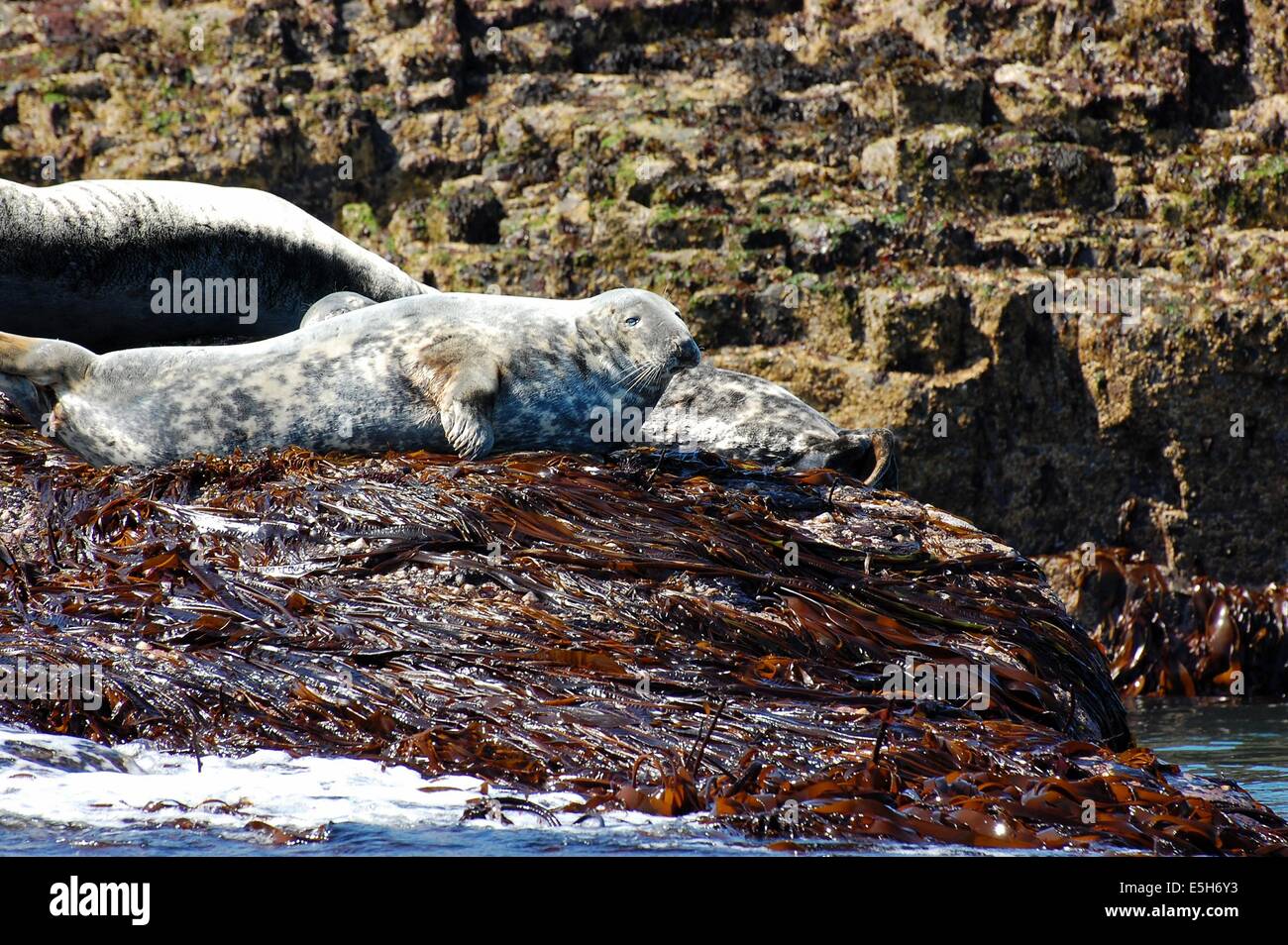 Grey seal basking in the sun hi-res stock photography and images - Alamy