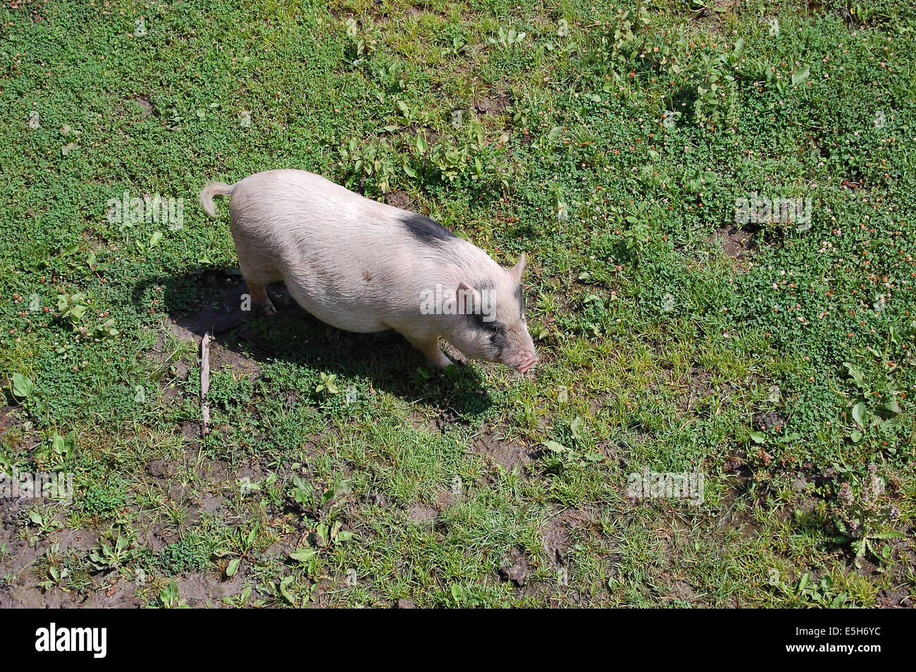 Pig swill hi-res stock photography and images - Alamy