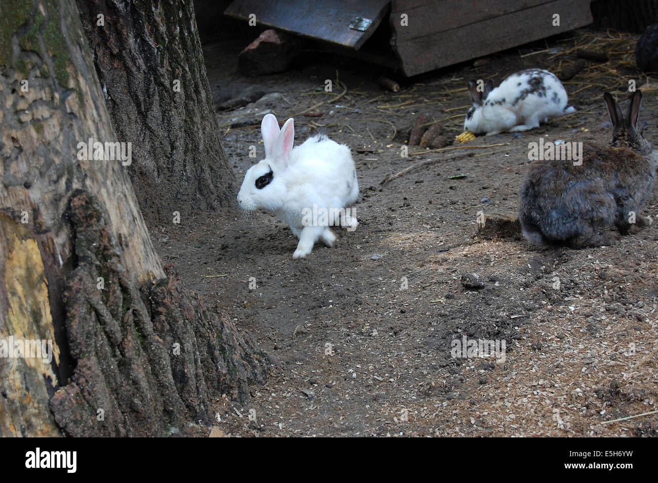 Many different rabbit at zoo pose for watching Stock Photo - Alamy