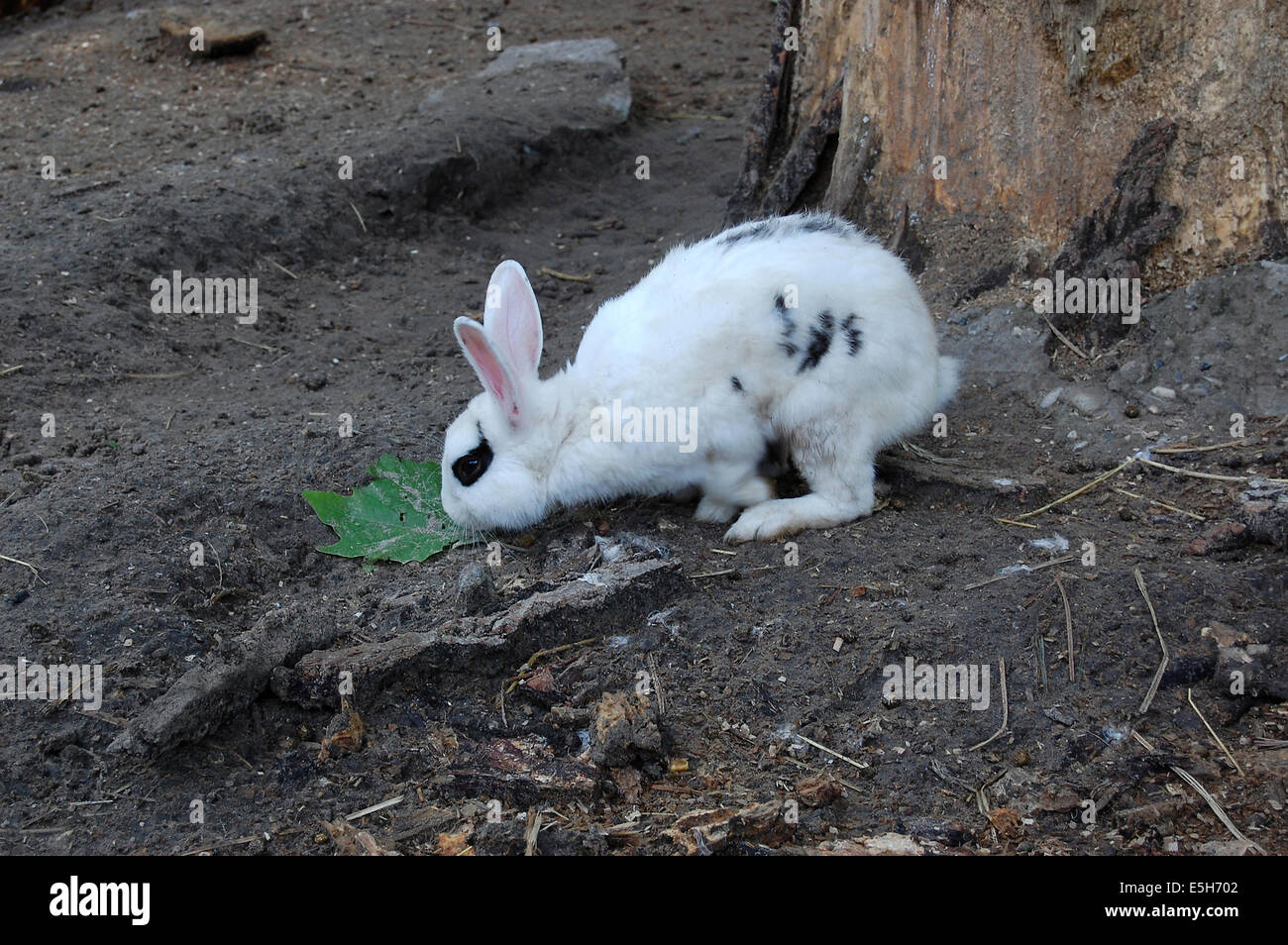 Many different rabbit at zoo pose for watching Stock Photo - Alamy