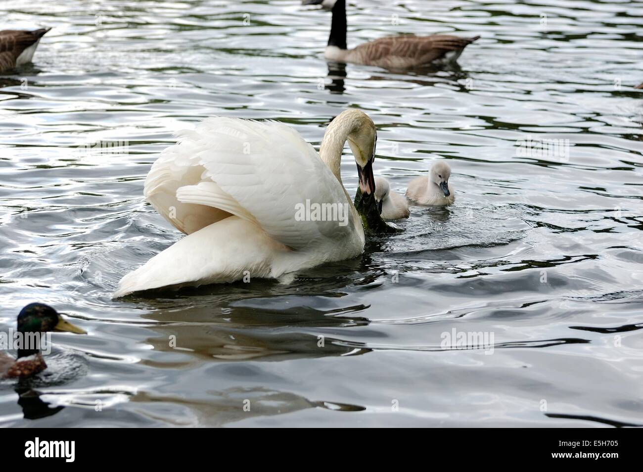 Swan pulling up vegetation from water for cygnets Stock Photo - Alamy