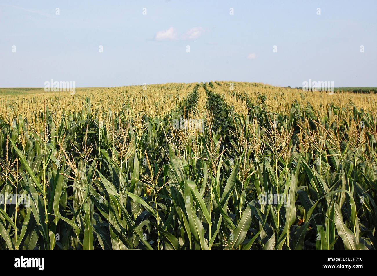 Cornfield land hi-res stock photography and images - Alamy