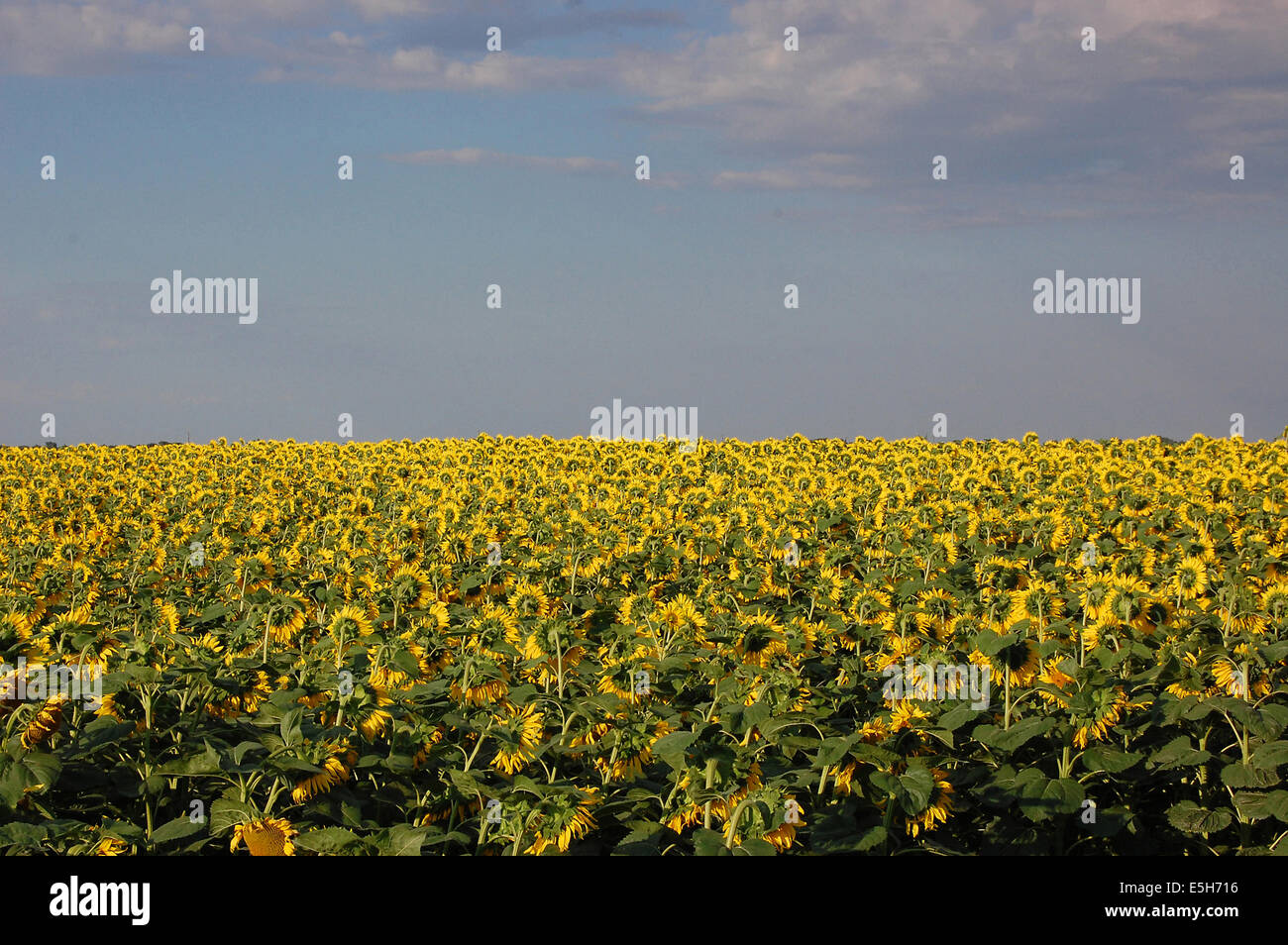 Panoramic view of a field with sunflowers Stock Photo - Alamy