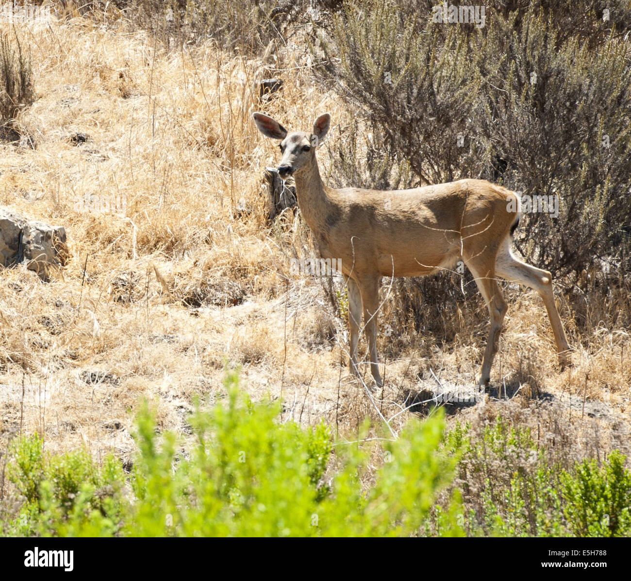 California mule deer odocoileus hemionus californicus hi-res stock ...