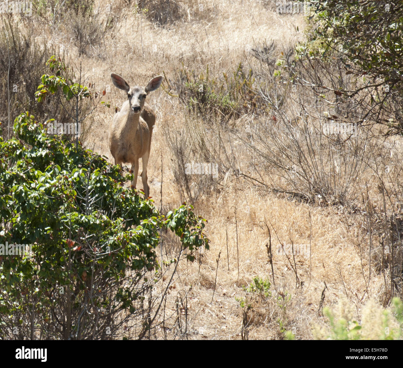California mule deer odocoileus hemionus californicus hi-res stock ...