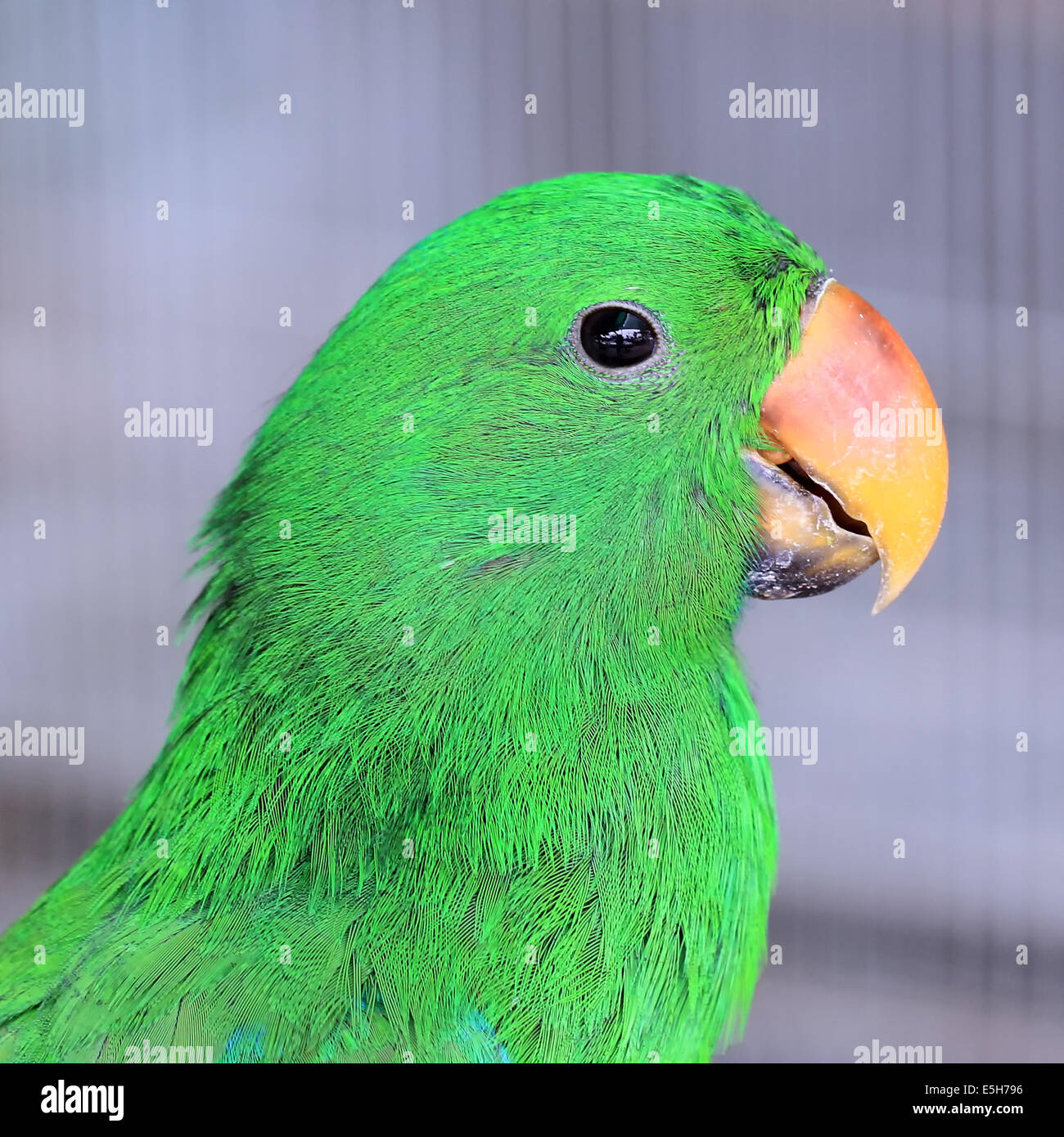closeup of the green parrot bird Stock Photo - Alamy