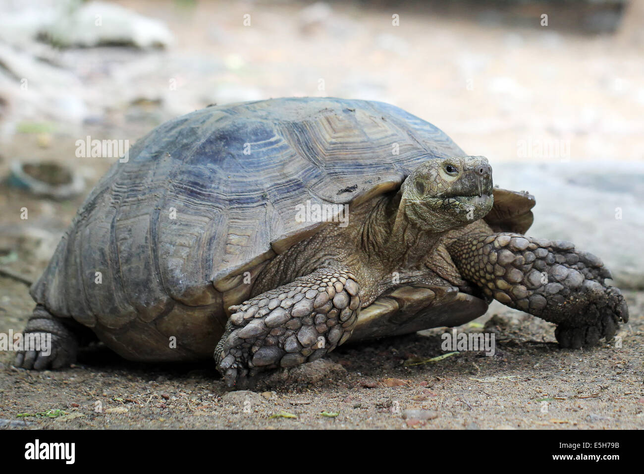 closeup of a turtle in the zoo Stock Photo - Alamy