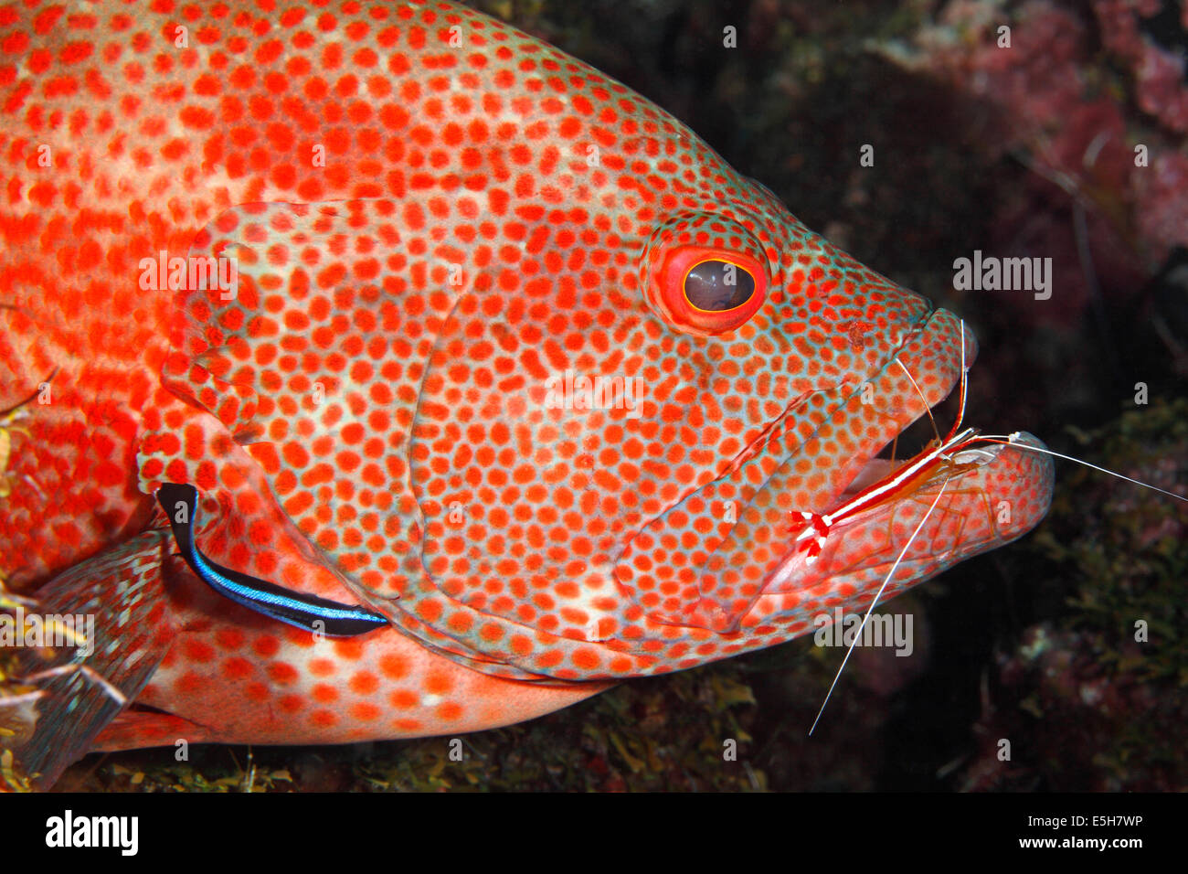 Tomato Cod, or Tomato Grouper, Cephalopholis sonnerati, being cleaned ...