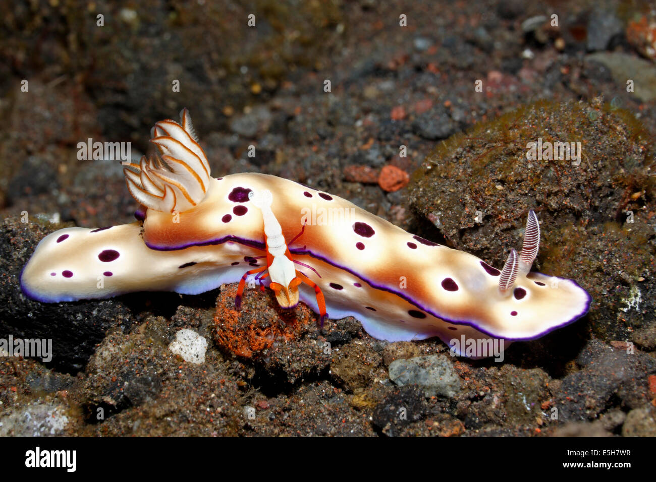Nudibranch, Hypselodoris tryoni, with Emperor Shrimp Zenopontonia rex ...