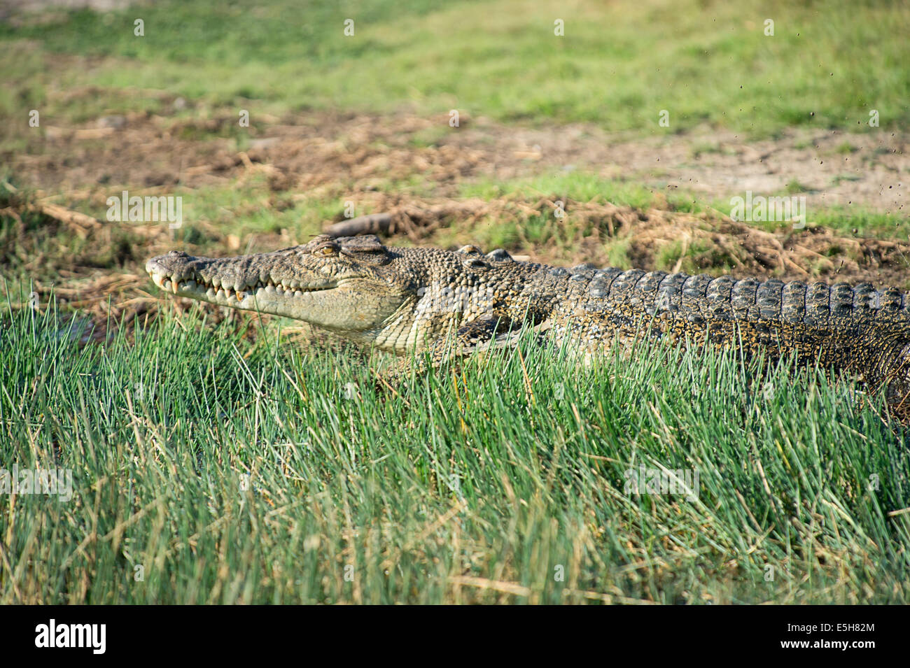 Salt water crocodile australia hi-res stock photography and images - Alamy