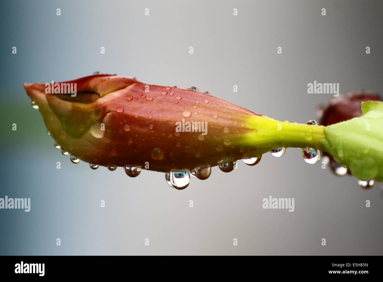 Rain jewels hi-res stock photography and images - Alamy