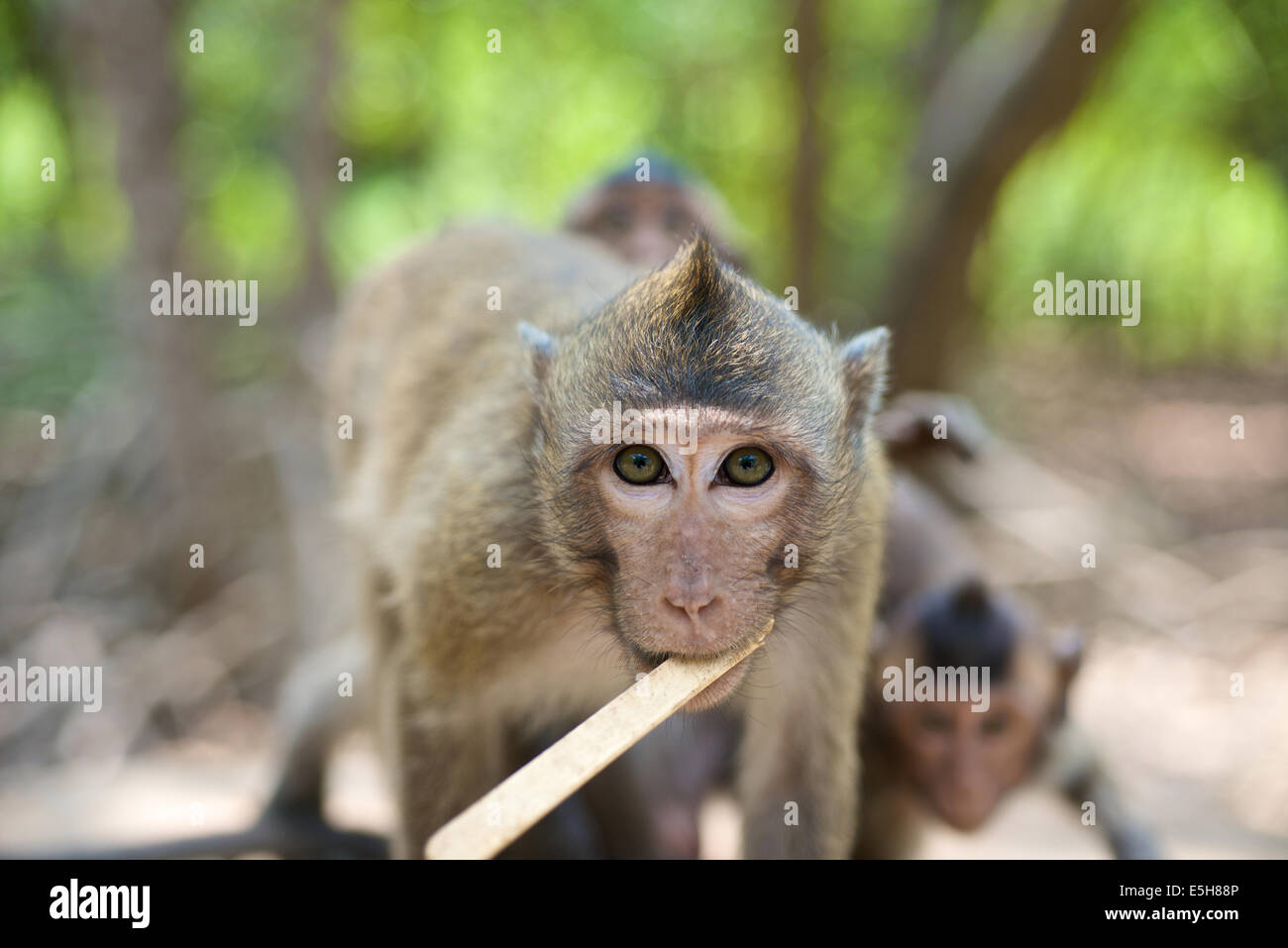 Sitting curious looking Monkeys in tropical Vietnam Stock Photo - Alamy