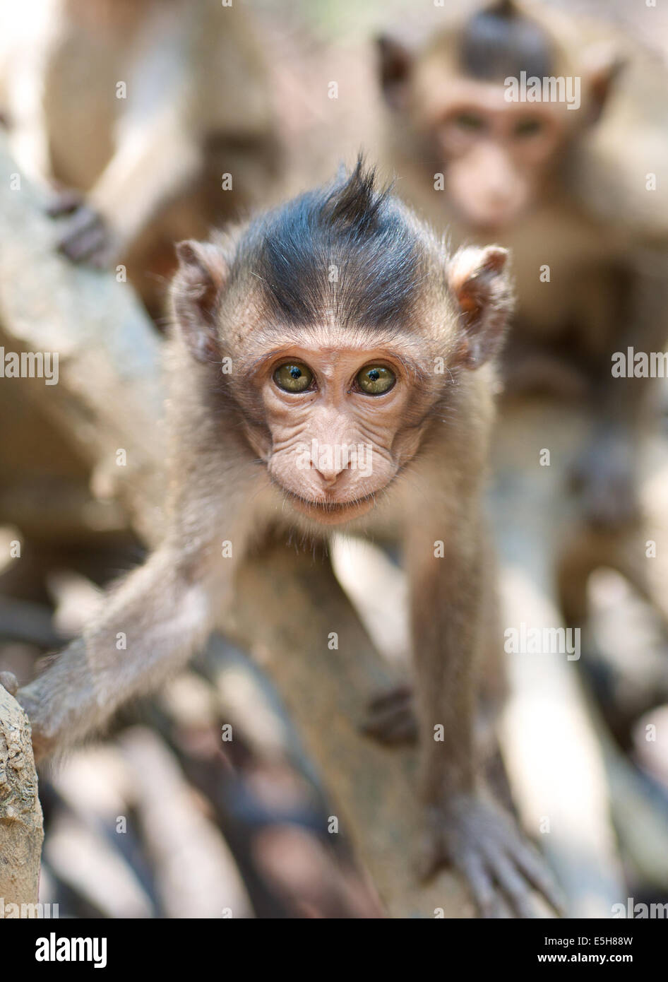 Cute infant climbing Monkeys in tropical Vietnam Stock Photo - Alamy