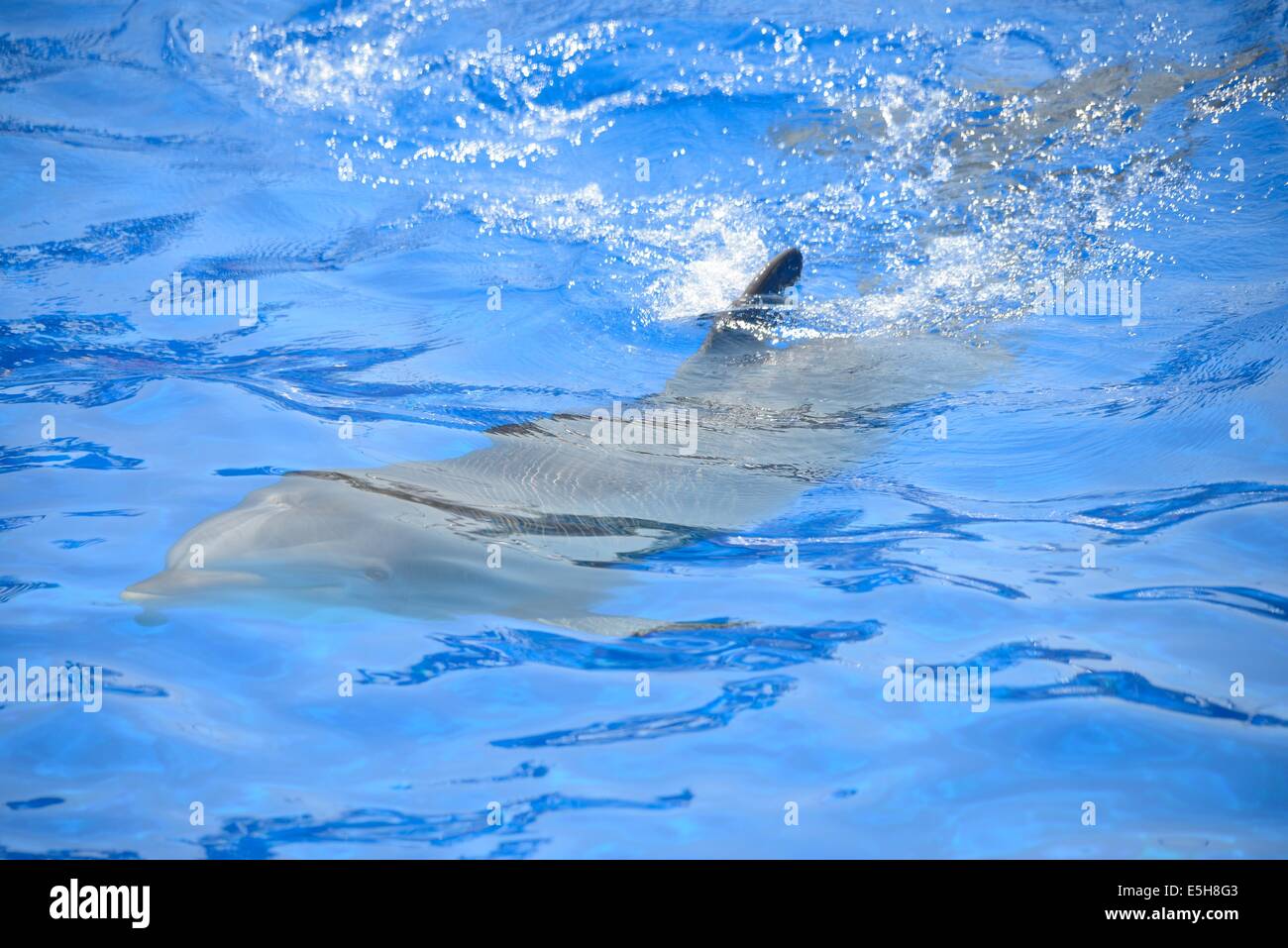 Dolphin in the Marineland pool Stock Photo - Alamy