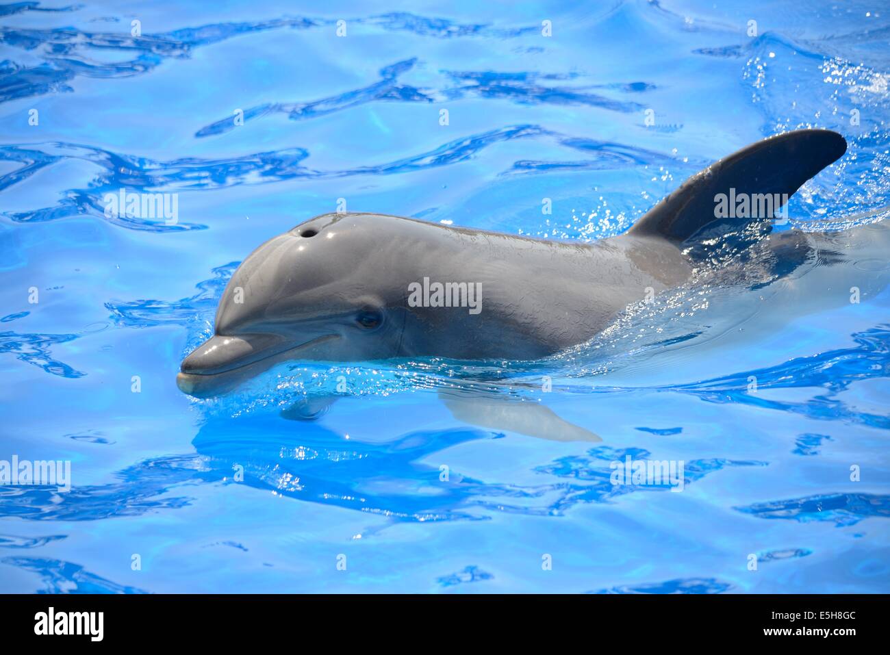 Dolphin in the Marineland pool Stock Photo - Alamy