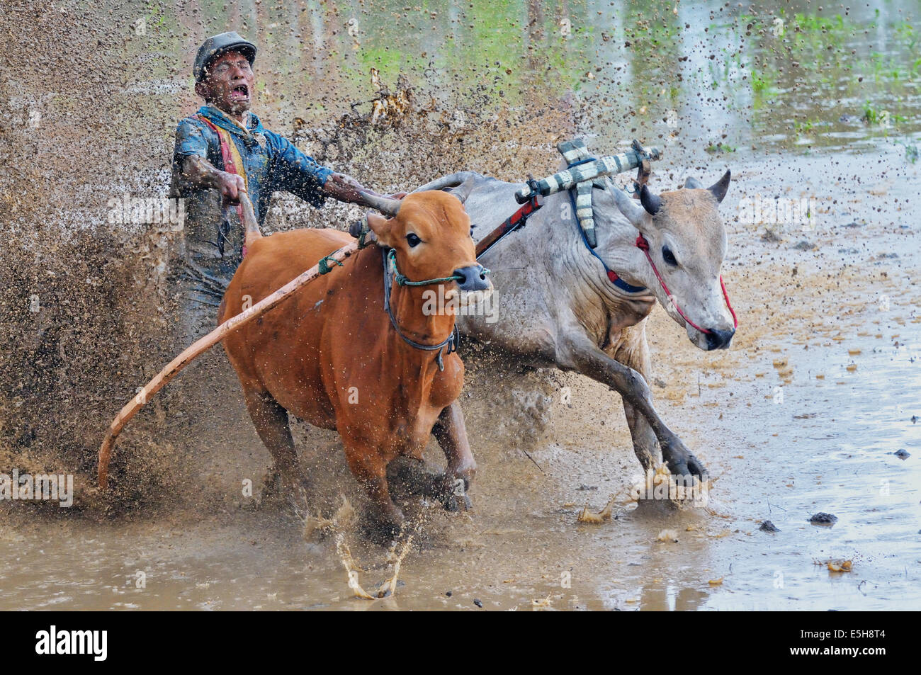 A jockey riding pair of cow (or Jawi in Minang language) is flanked by ...