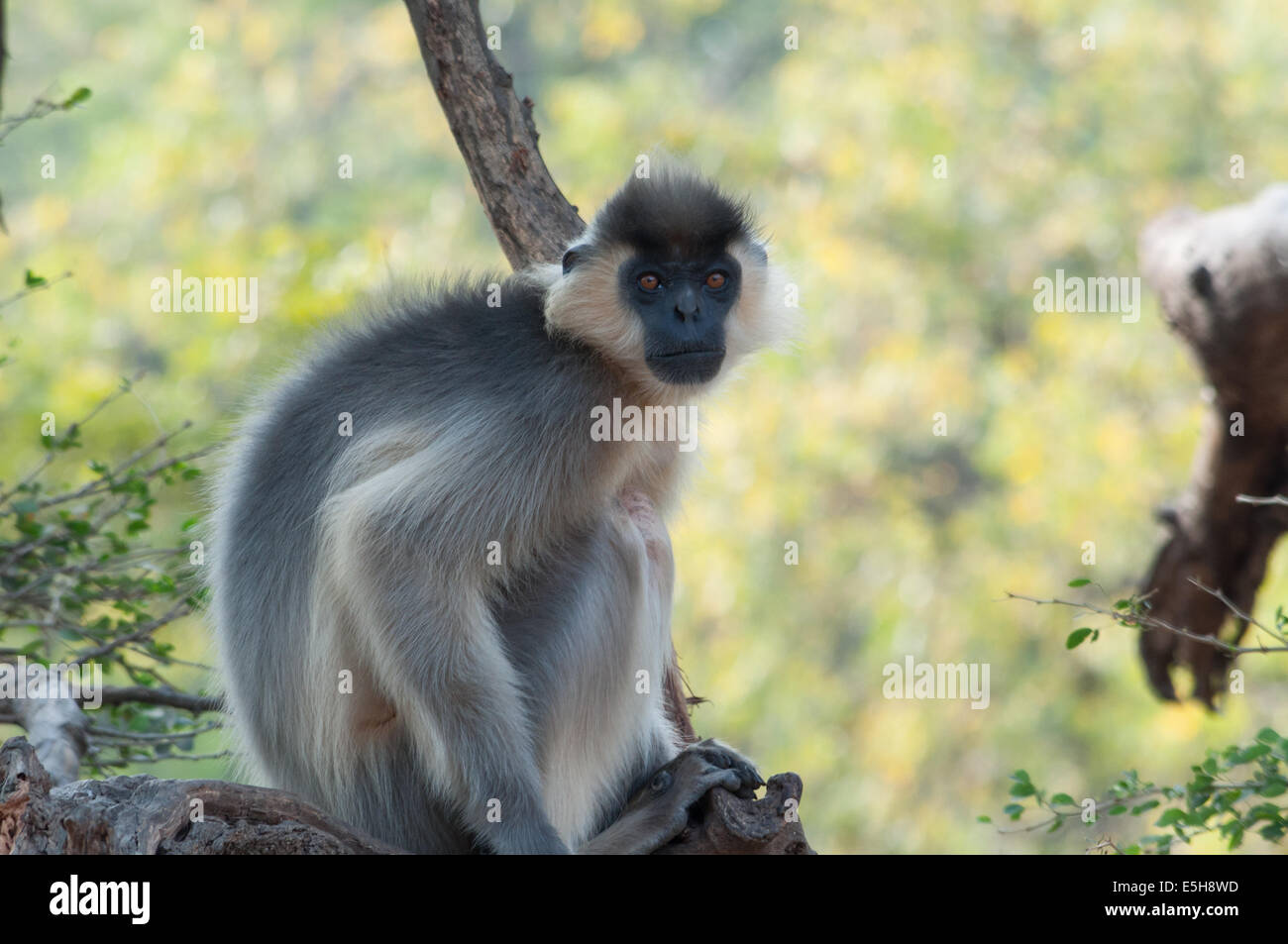 Hanuman langur male langur hi-res stock photography and images - Alamy