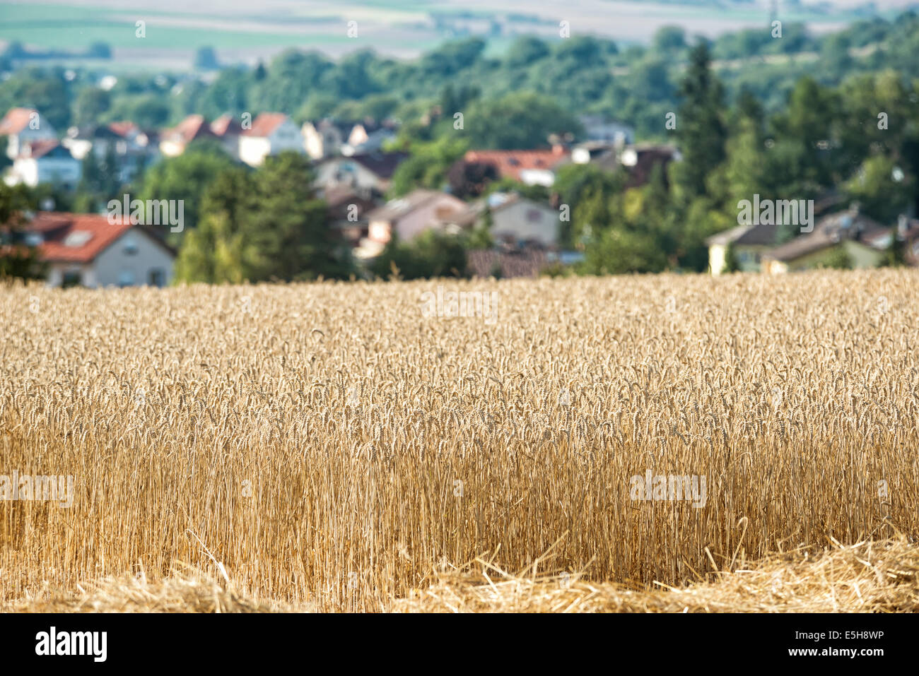 Wheat crop germany hi-res stock photography and images - Alamy