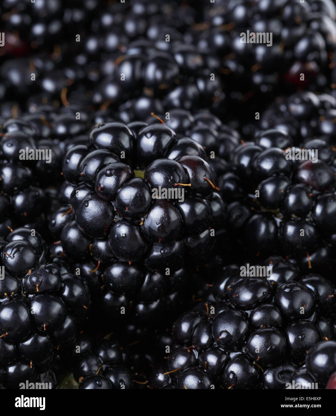 ripe organic blackberries close up, organic food background Stock Photo ...