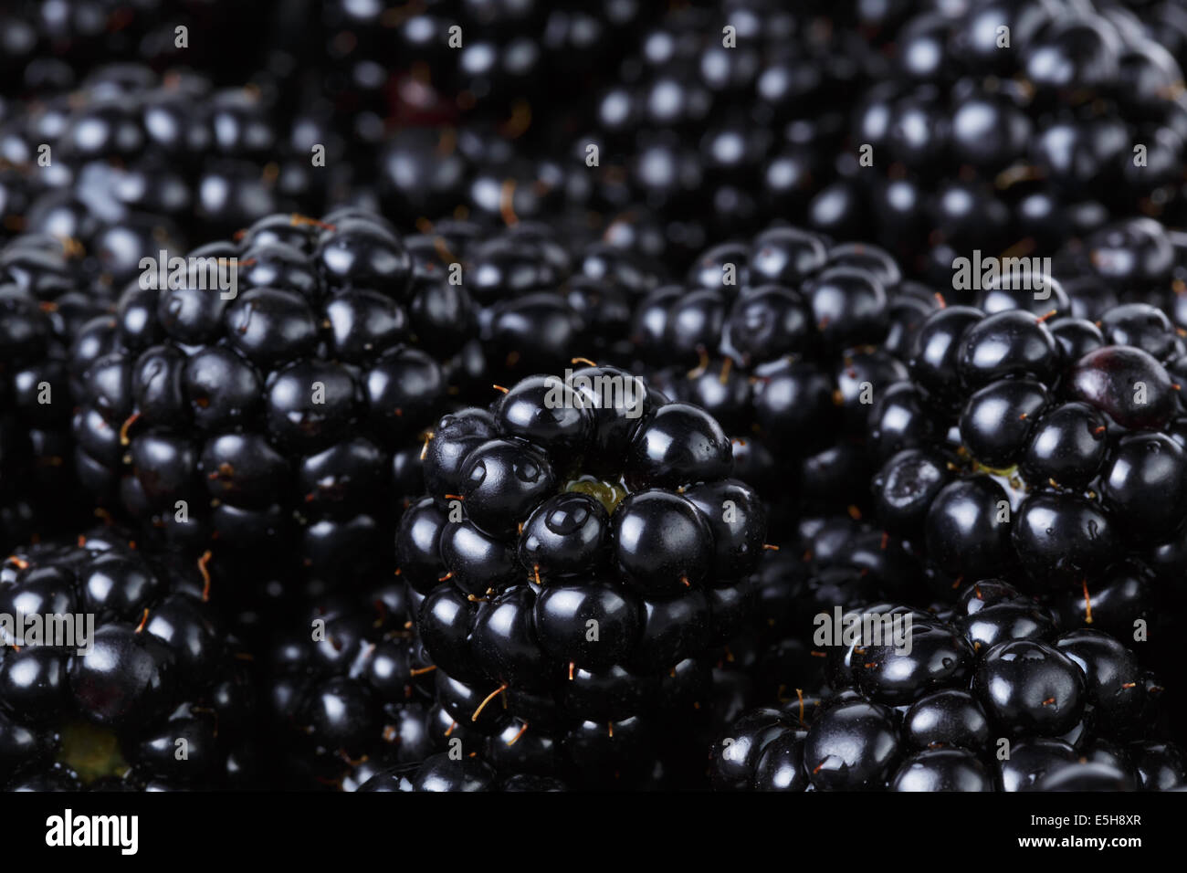 ripe organic blackberries close up, organic food background Stock Photo ...