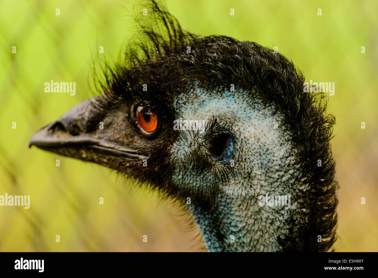 red eyed Emu Stock Photo - Alamy