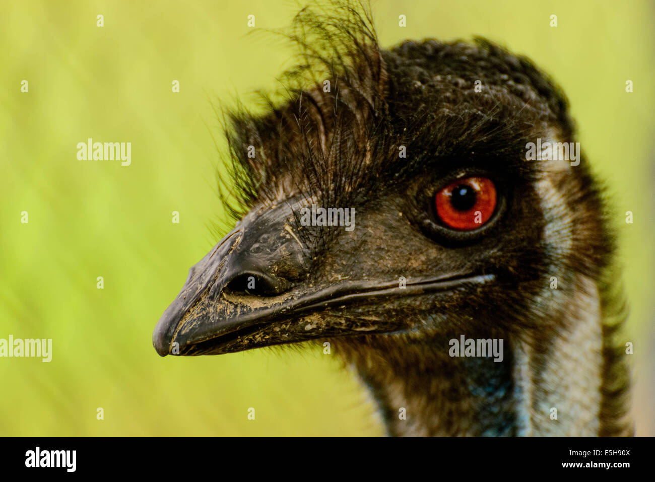 red eyed Emu Stock Photo - Alamy