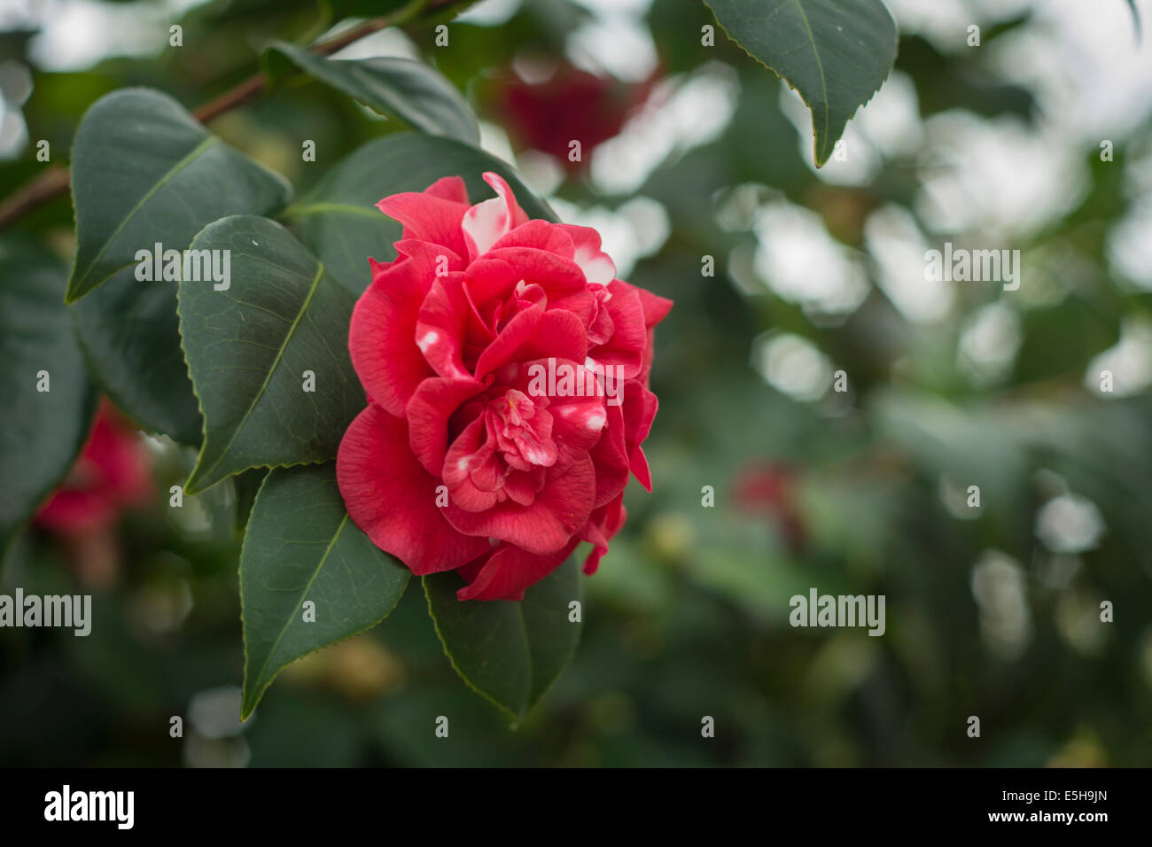 Pink Japanese Peony Rose Flower Stock Photo - Alamy