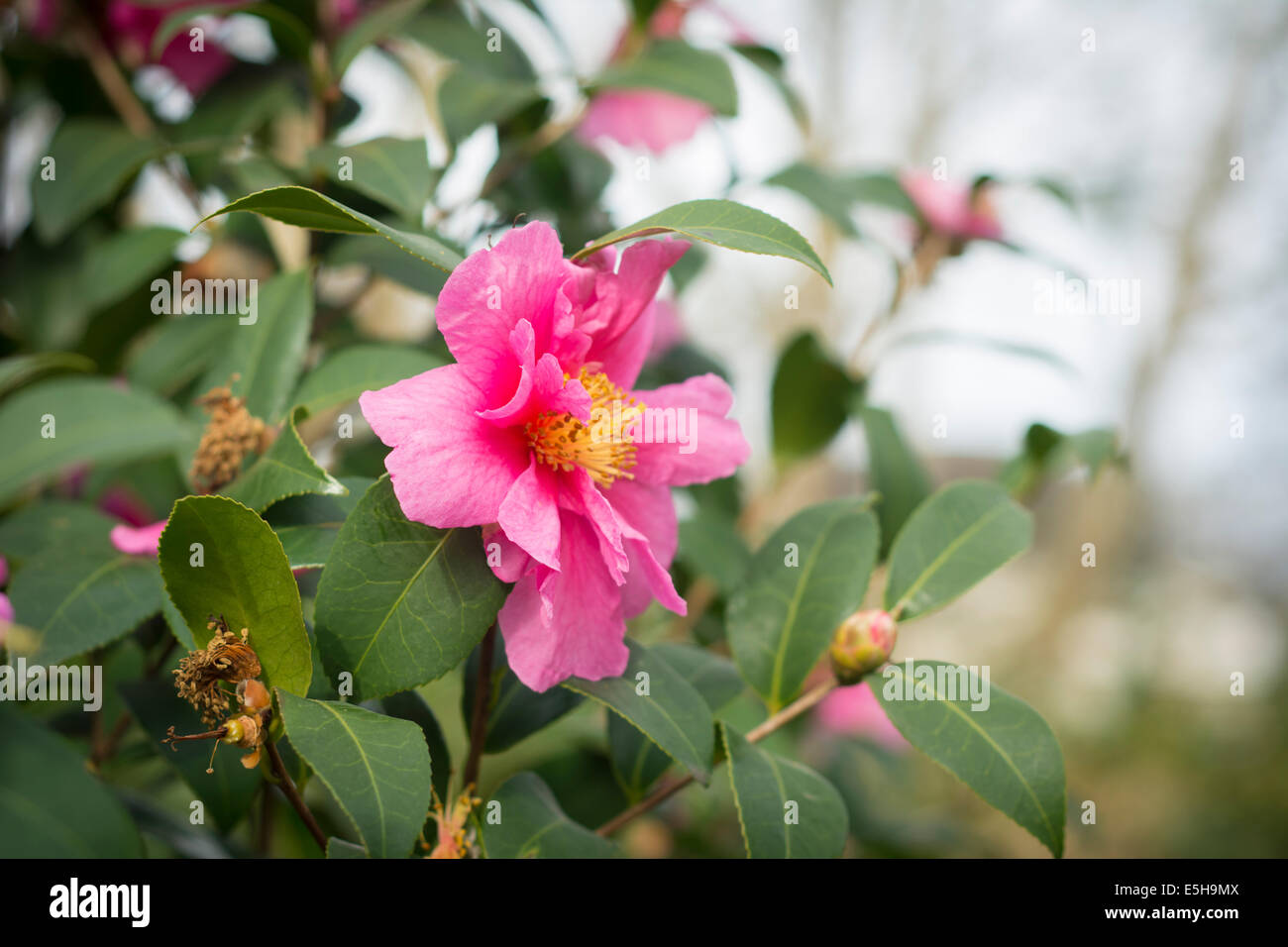 Pink Japanese Peony Rose Flower Stock Photo - Alamy