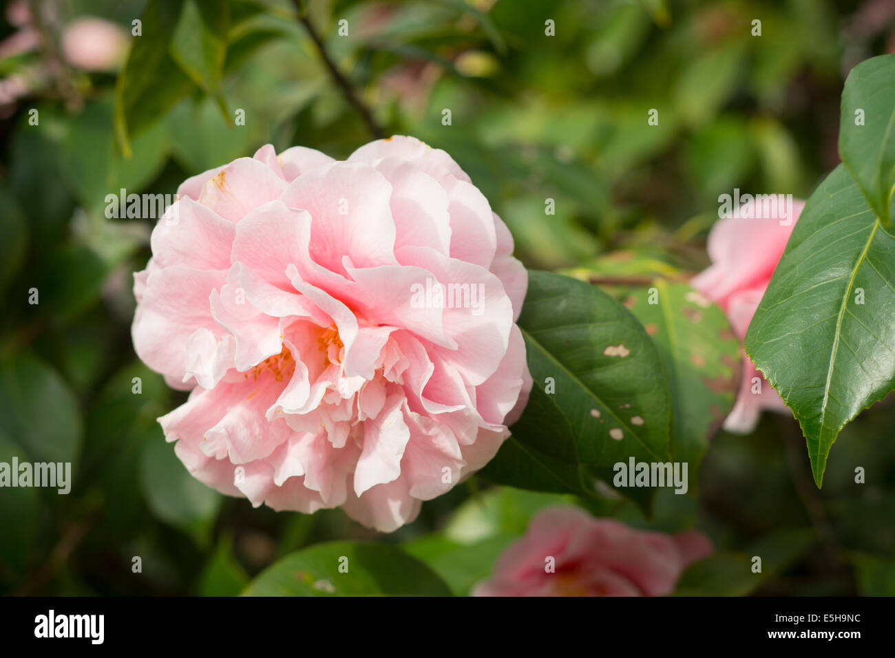 Pink Japanese Peony Rose Flower Stock Photo - Alamy