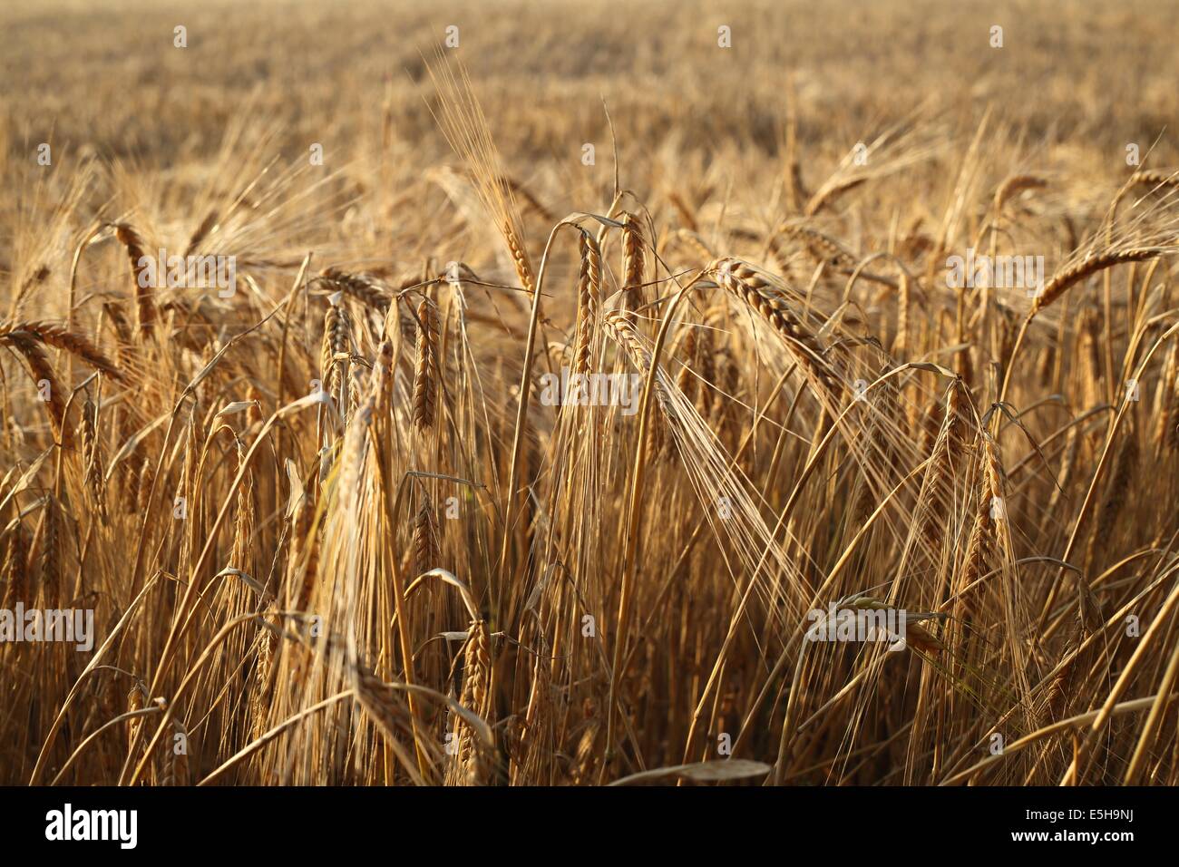 Wheat of plain hi-res stock photography and images - Alamy