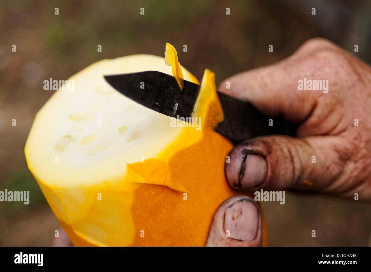 A hand peeling courgette Stock Photo - Alamy